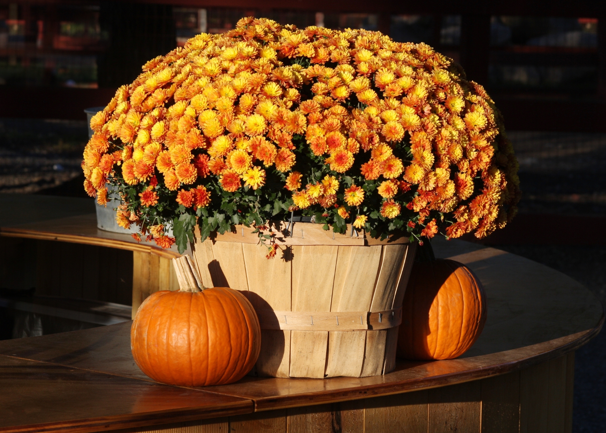 CARE TIPS FOR LONG-LASTING FALL MUMS - It's Me, ChristyB