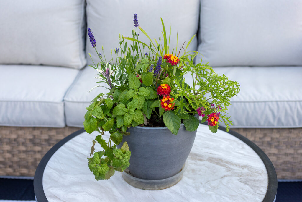 MOSQUITO REPELLING PLANTER | WHAT TO PLANT - It's Me, ChristyB